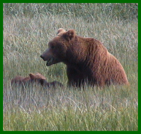 Bearviewing trip to Katmai